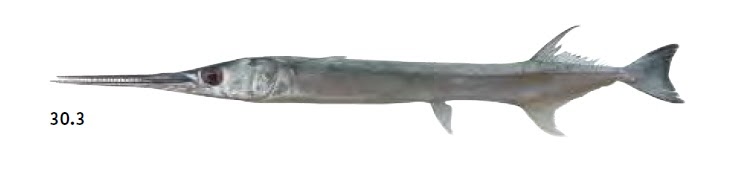 Ikan Cang-cing, Julung-julung Karang Atau Reef Needlefish (Strongylura ... Ikan Cang-cing, Julung-julung Karang Atau Reef Needlefish (Strongylura ...