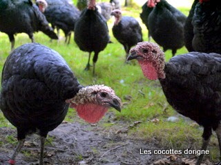 les Cocottes d'Origne : Dindon noir du gers