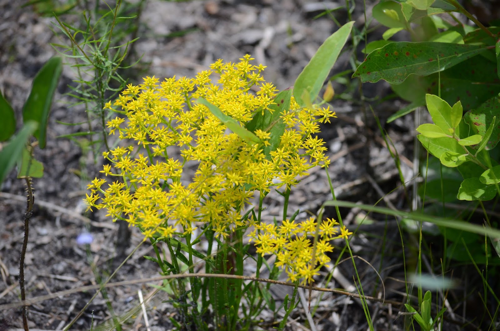 Milkworts - Polygalaceae