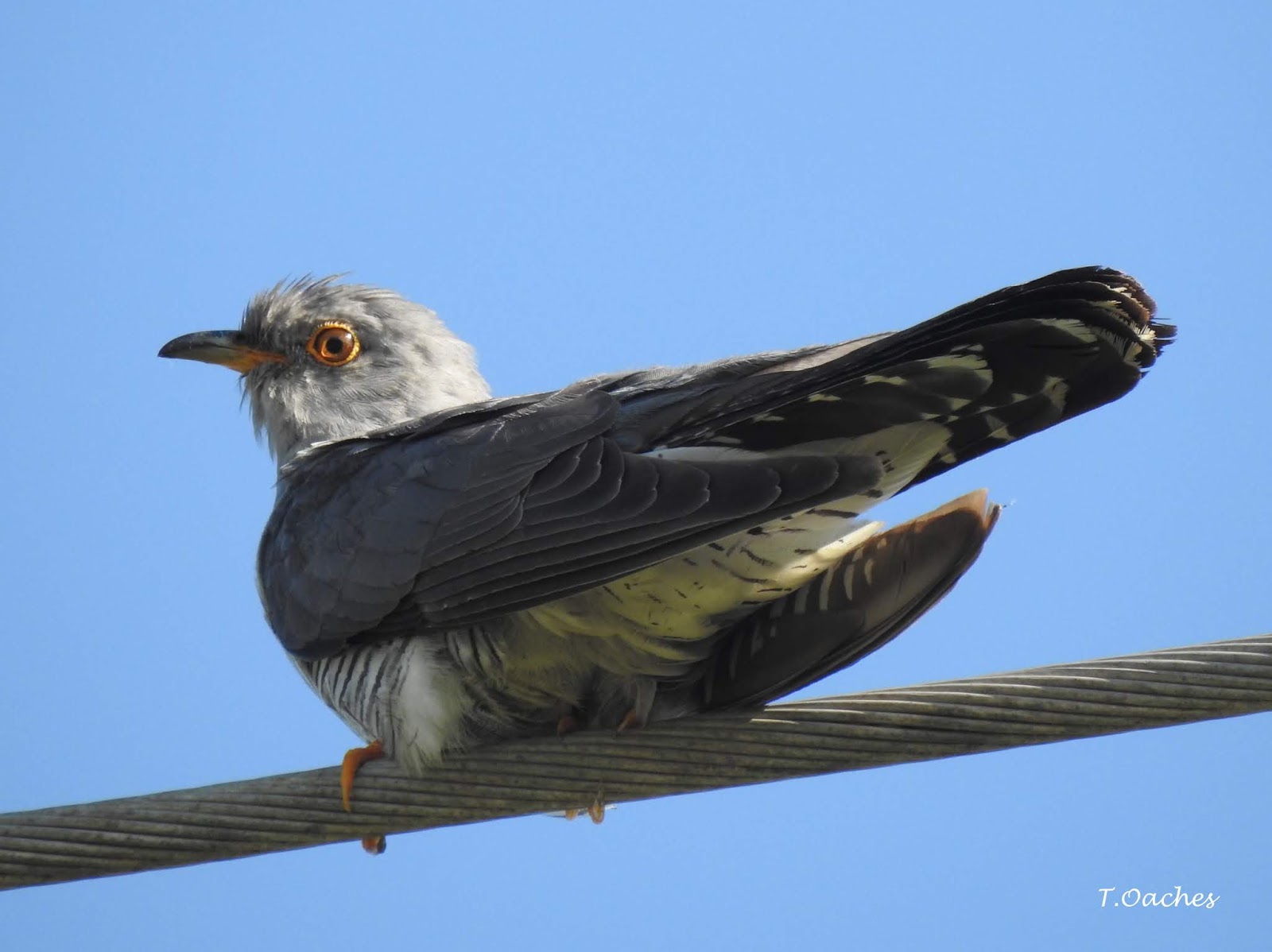 PASARI DIN ROMANIA: CUCUL (1), Cuculus canorus