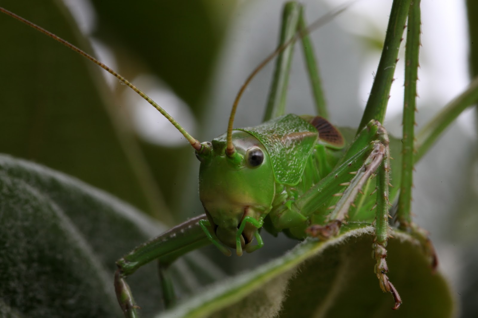 Paseos por mi Tierra: Un bicho verde