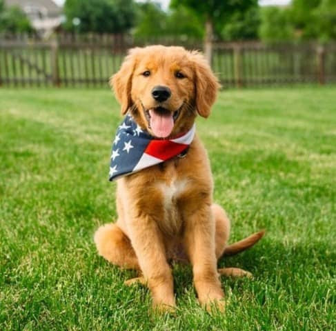 Anjing Golden Retriever Sangat Cocok Sebagai Peliharaan Keluarga