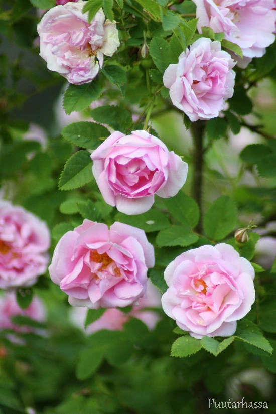 Puutarhassa: Ruusuja ruusuja!