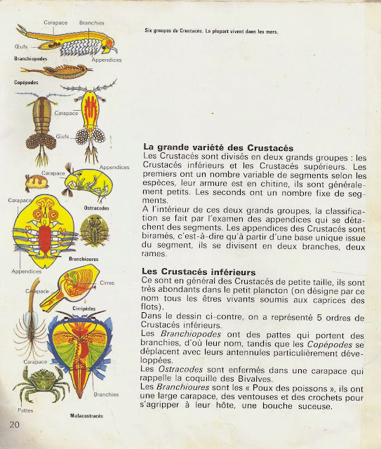 Leçons de choses: Mollusques et crustacés