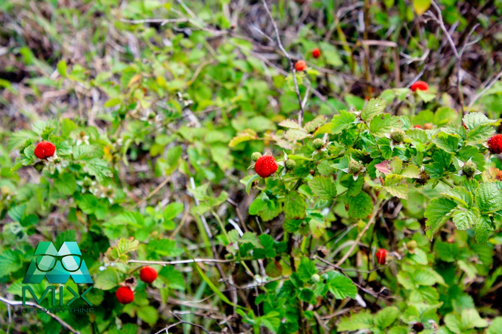 [Travel] Bangkong Kahoy Organic Escape. Dolores Quezon - Blog for Tech ...