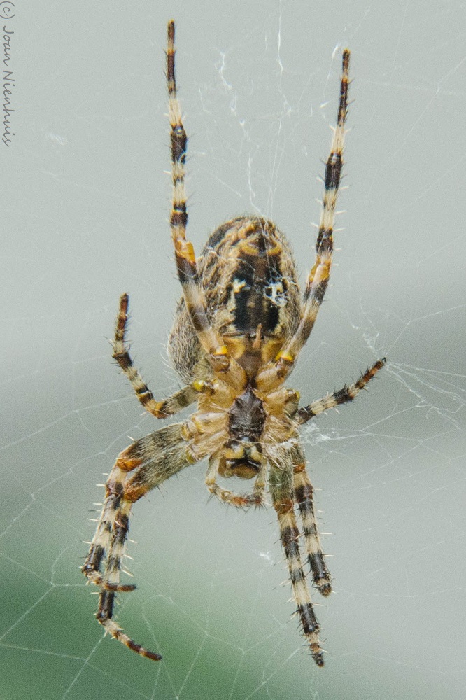 Pacific Northwest Photography: Spiders Close-up