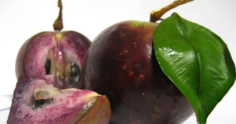 Santa Marta, sus especies vegetales : CAIMITO (Chrysophyllum cainito)