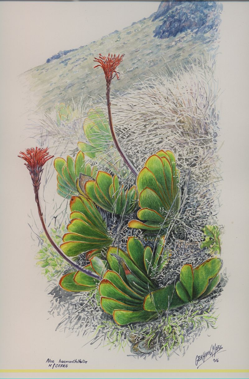 Gerhard Marx: Artwork