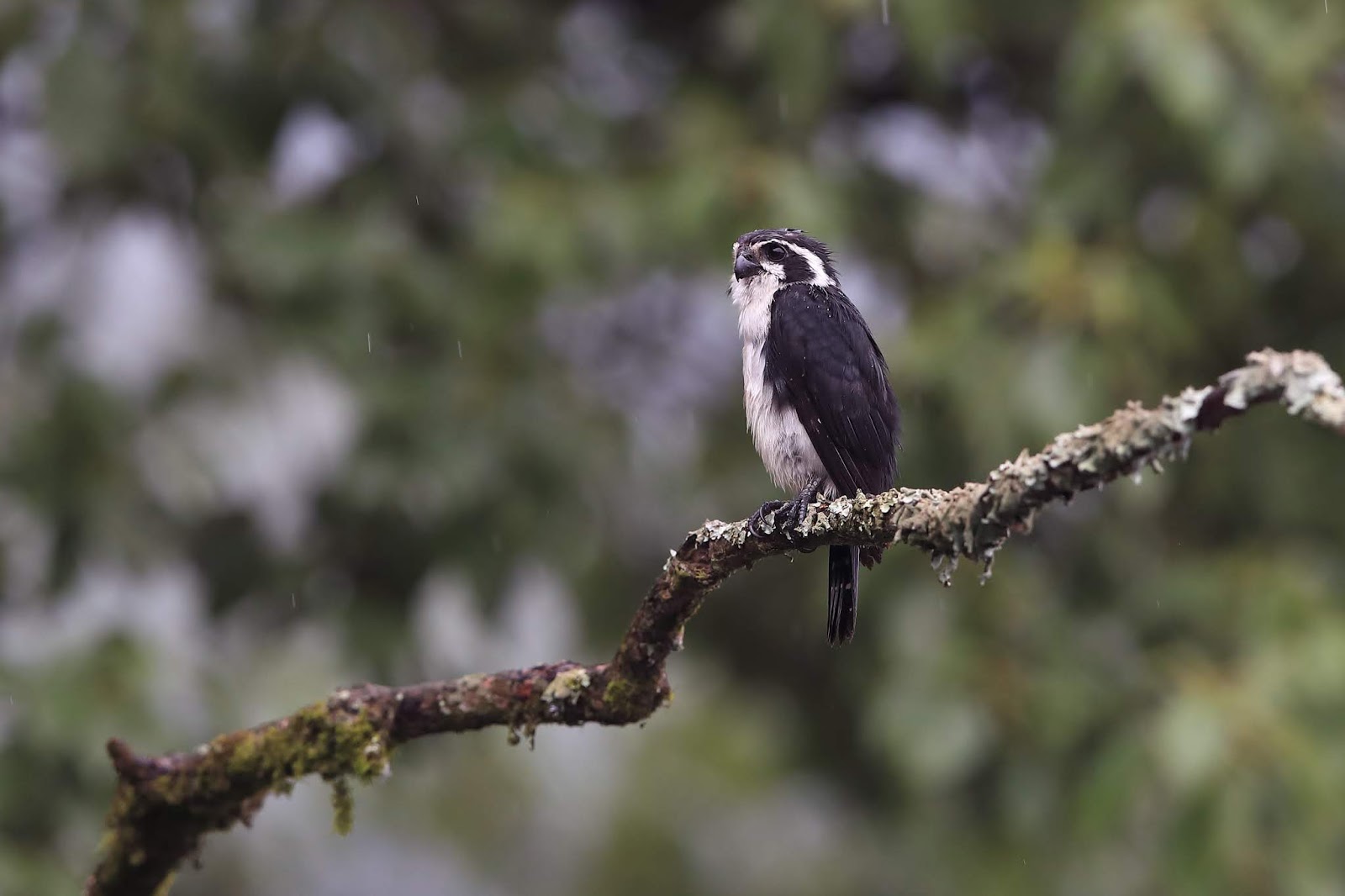 Not just birds: 6月 2019