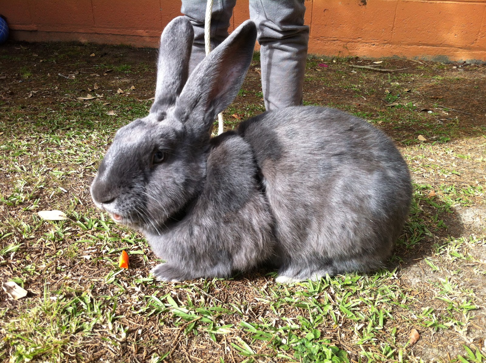 Anna & Michael: Giant Norwegian Blue Rabbit