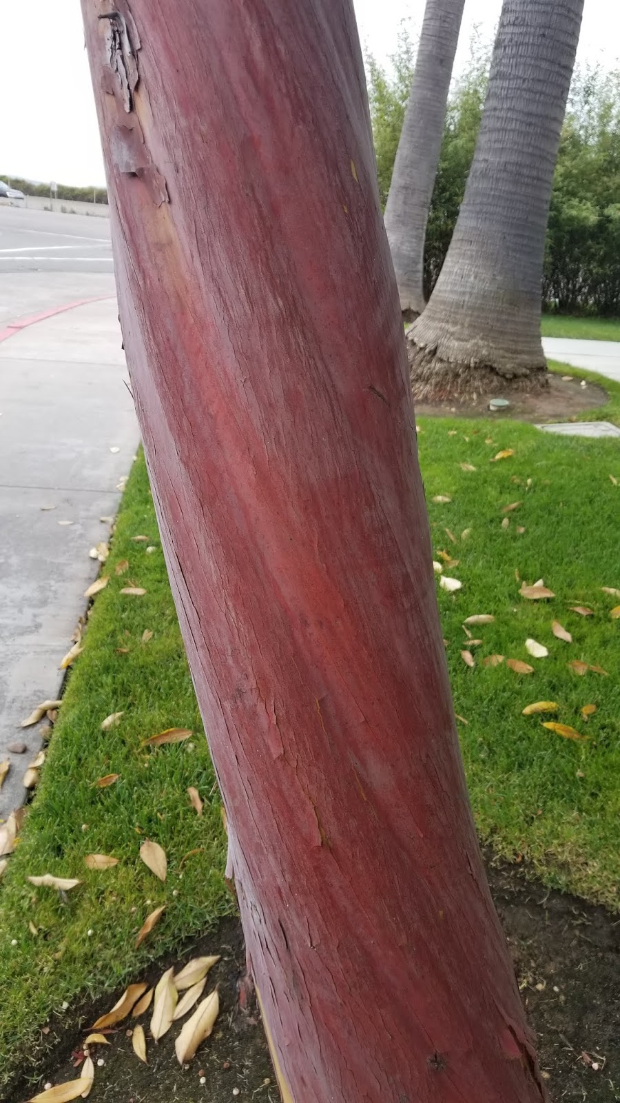 The 2 Minute Gardener: Photo - Strawberry Tree (Arbutus unedo 'Marina')