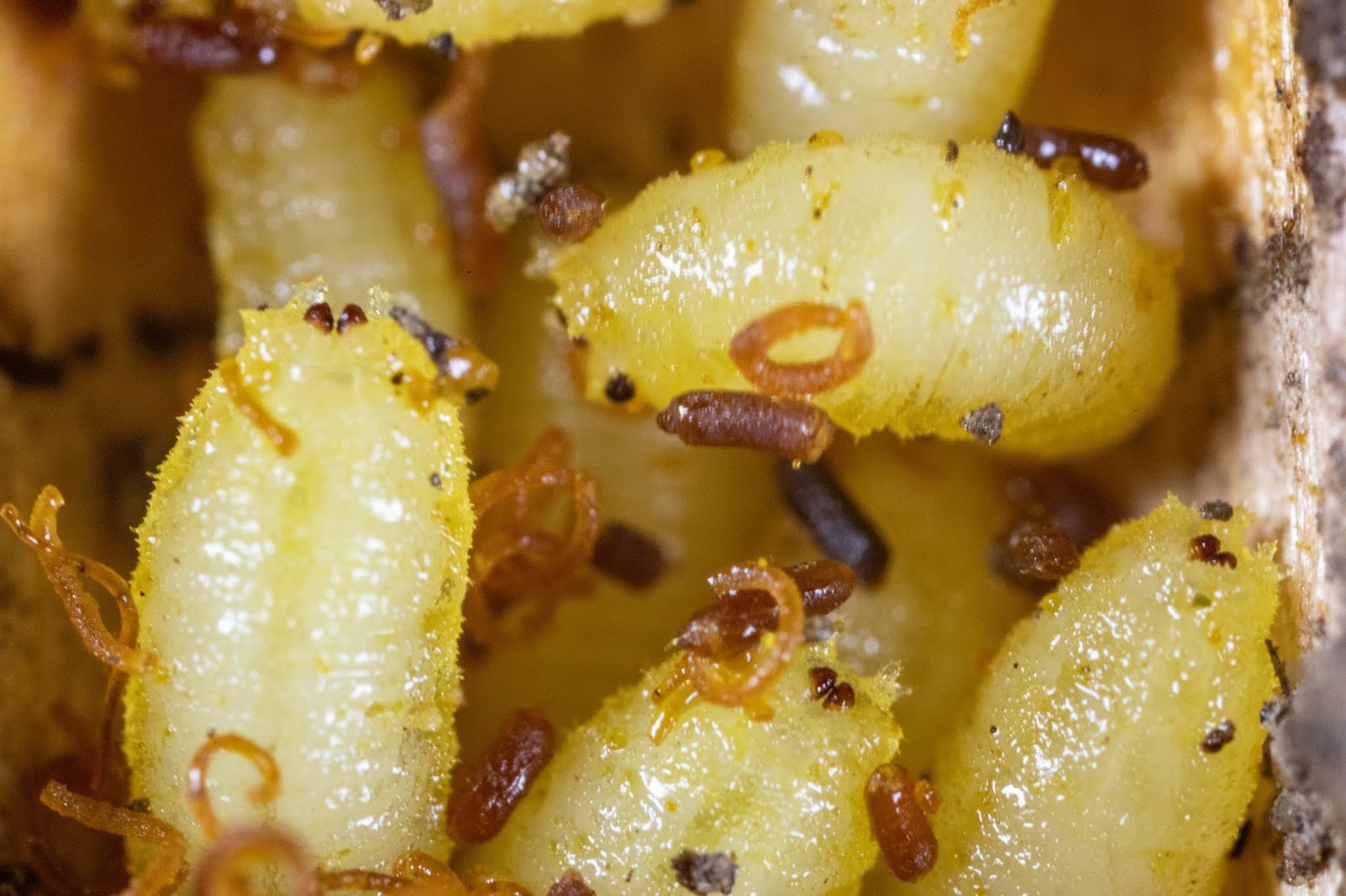 WSDA AgBriefs: Houdini fly poses new threat to native pollinators