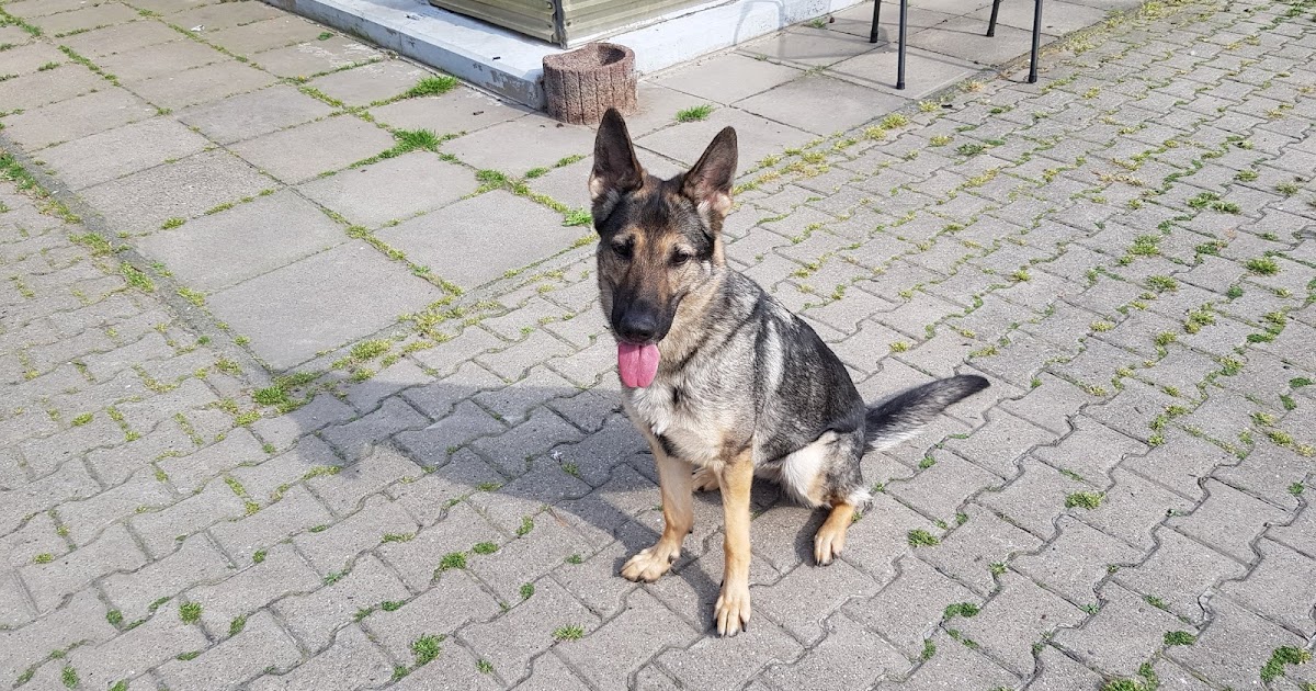 LESSY - anhängliche Hündin sucht Familie