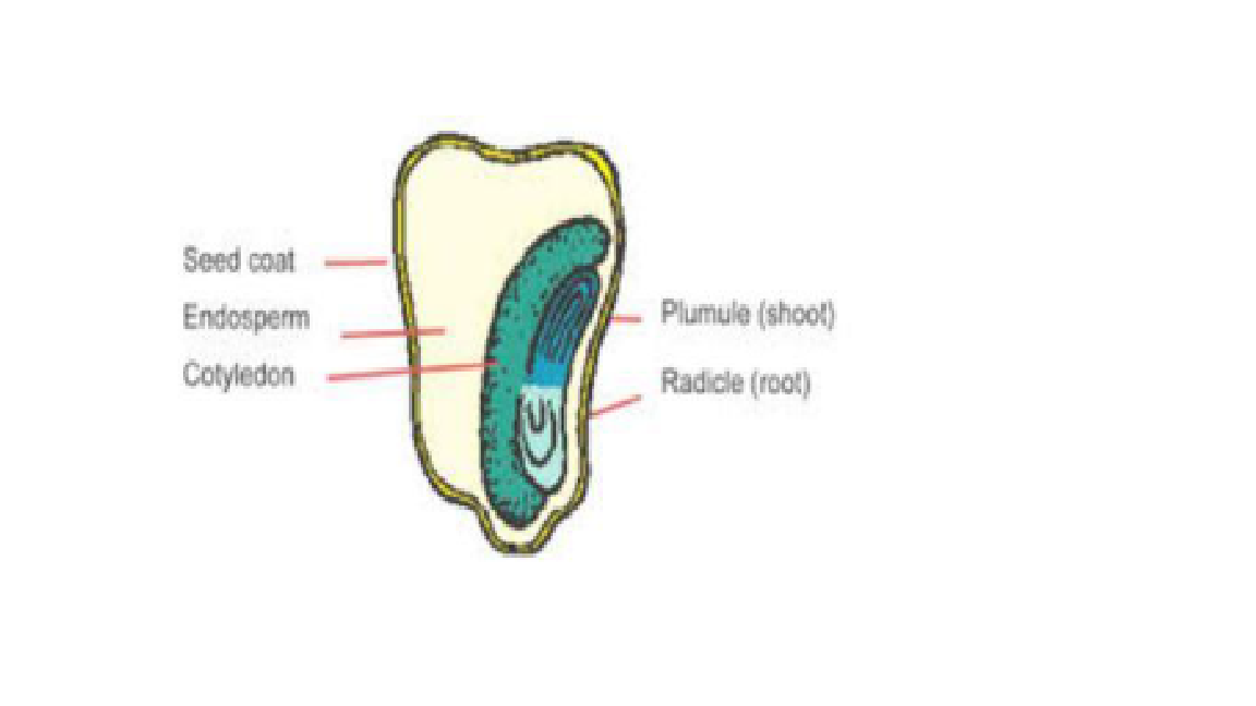 Angiosperms ( Notes ) - Bimal Notes