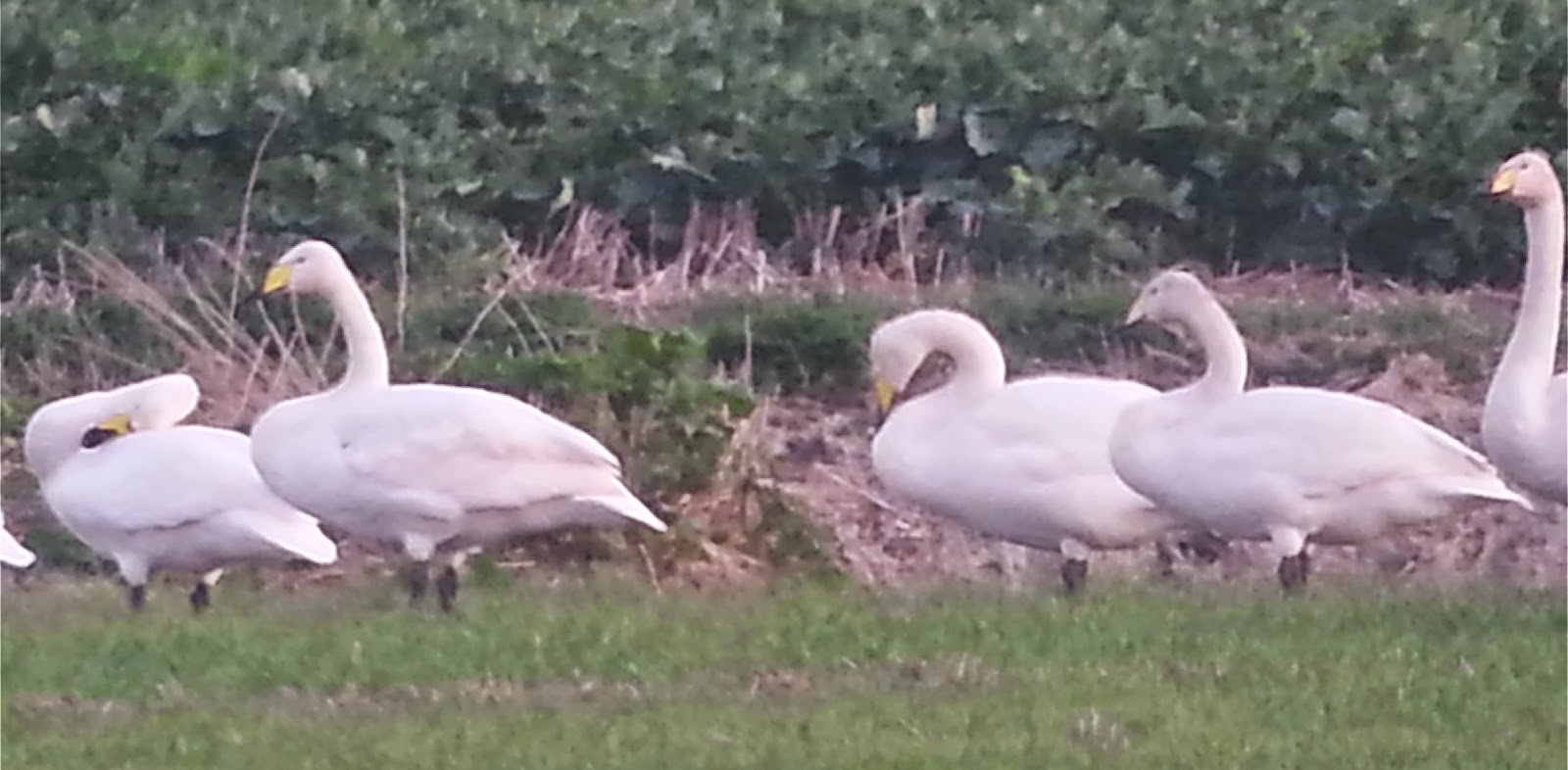 Tales from Swallow Farm: Wild Swans