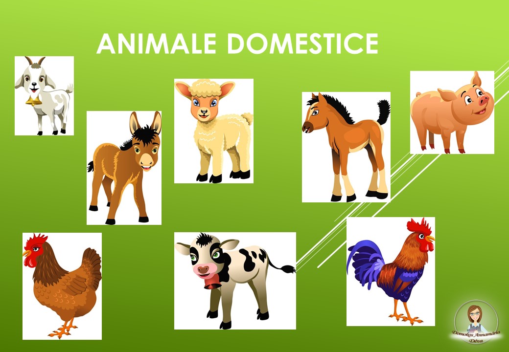 TANÍTÓI KINCSESLÁDÁM: Animale domestice