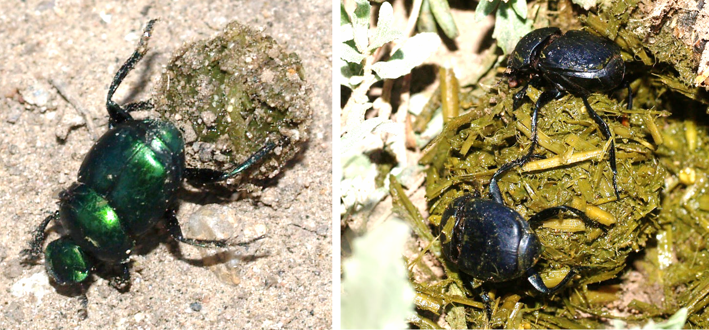 Arizona: Beetles, Bugs, Birds and more: Dung Beetles - important for ...