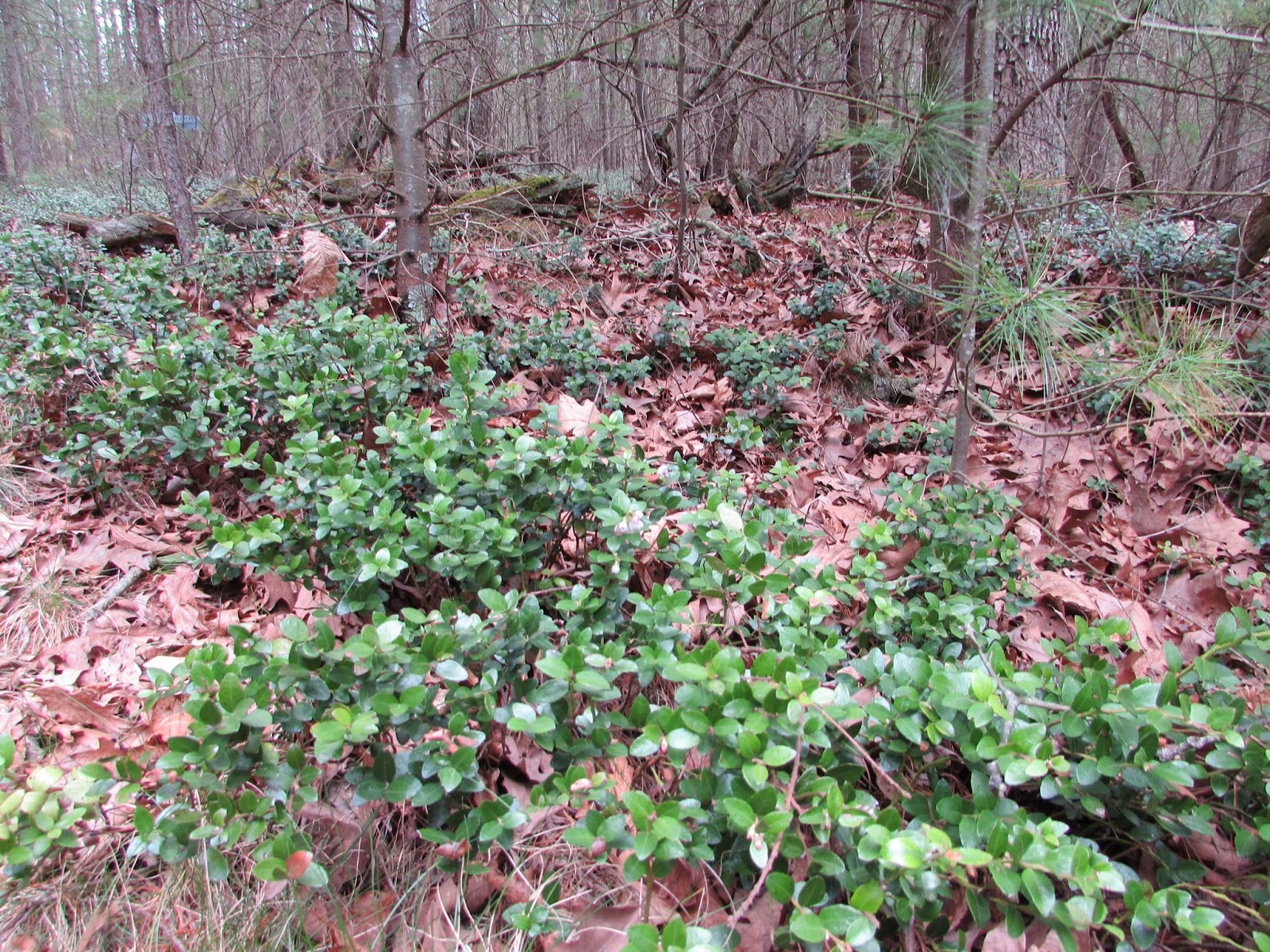 One of the World's Oldest Organisms: Hoverter & Sholl Box Huckleberry ...