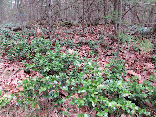 One of the World's Oldest Organisms: Hoverter & Sholl Box Huckleberry ...
