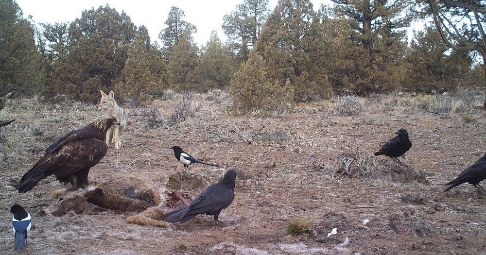 Research cameras catch scavengers in the act
