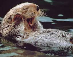 Ocean Otters Facts And Photos | All Wildlife Photographs