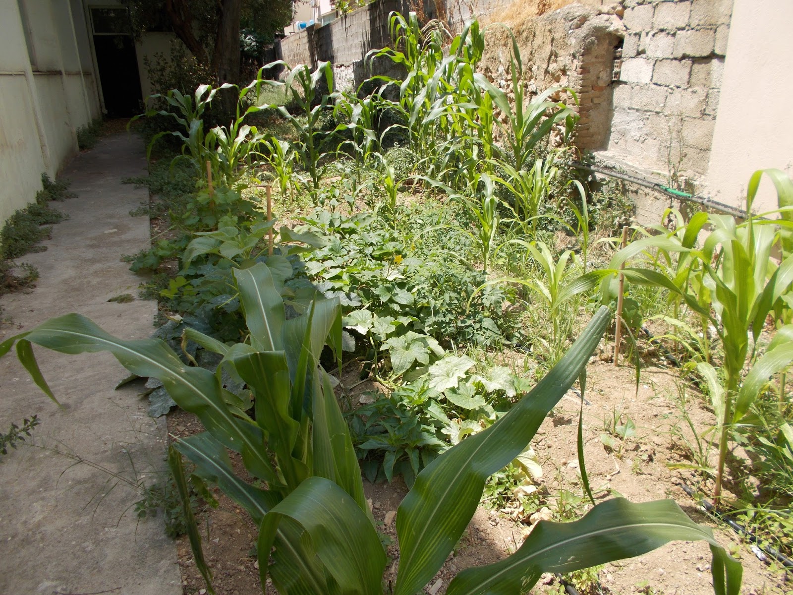 ΣΧΟΛΙΚΟΙ ΛΑΧΑΝΟΚΗΠΟΙ : ΟΙ ΚΗΠΟΙ ΤΩΝ ΣΧΟΛΕΙΩΝ ΤΗΣ Δ/ΣΗΣ Β/ΘΜΙΑΣ ΕΚΠ/ΣΗΣ ...
