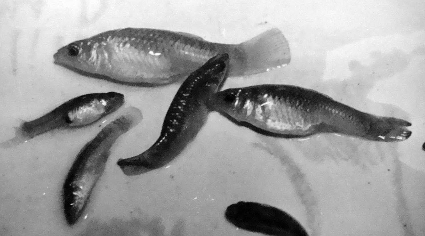 Living with Nature - School on Blog by Dr. Abercio V. Rotor: Get rid of ...