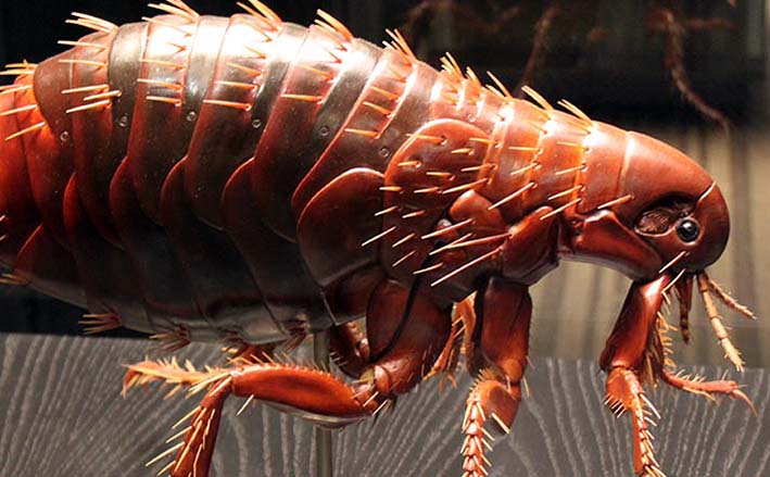 SABER CURIOSIDADES: 15 CURIOSIDADES INTERESSANTES E NOJENTAS SOBRE AS ...