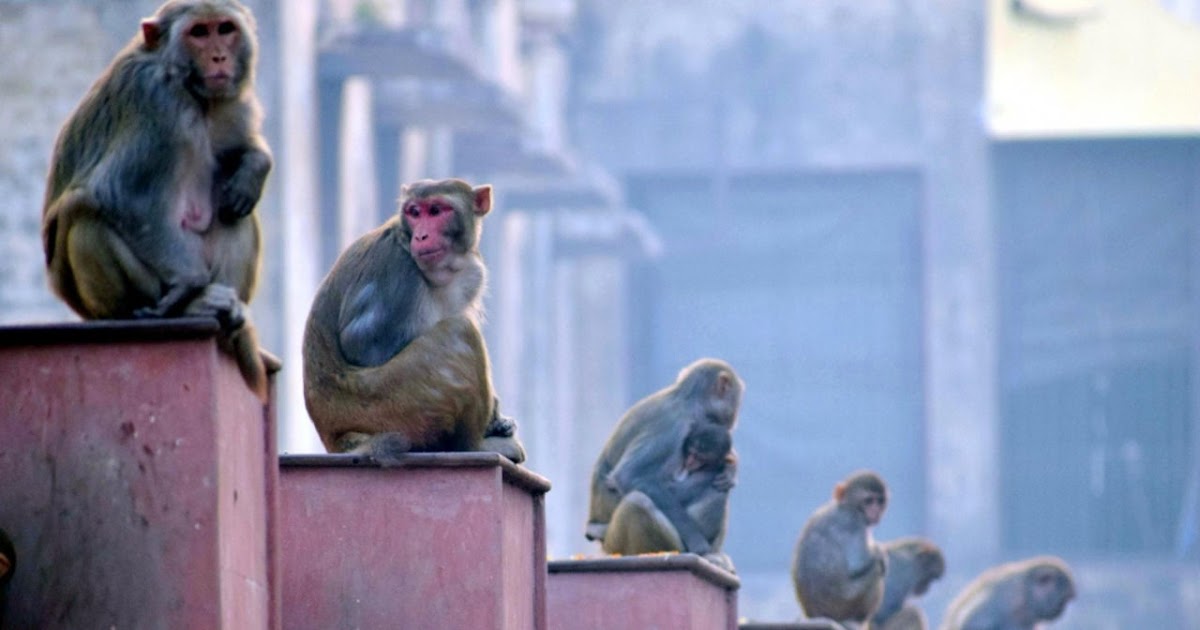 Dig Deeper: IN the NEWS - Monkeys Illustrate Eerie Times