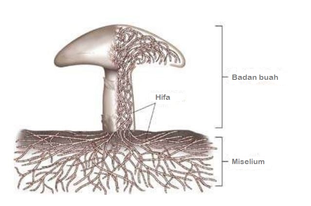 Ciri Ciri Fungi Atau Jamur Dunia Biologi
