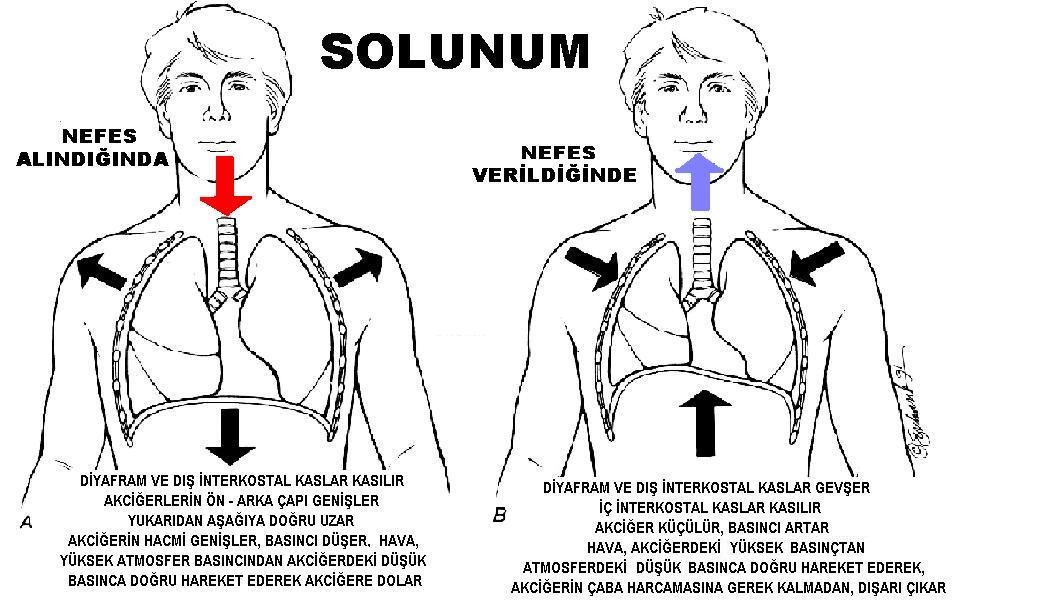 Kozmik Enerji Şifa Öğretisi Türkiye Şehnaz Demir: Doğru NEFES Alalım