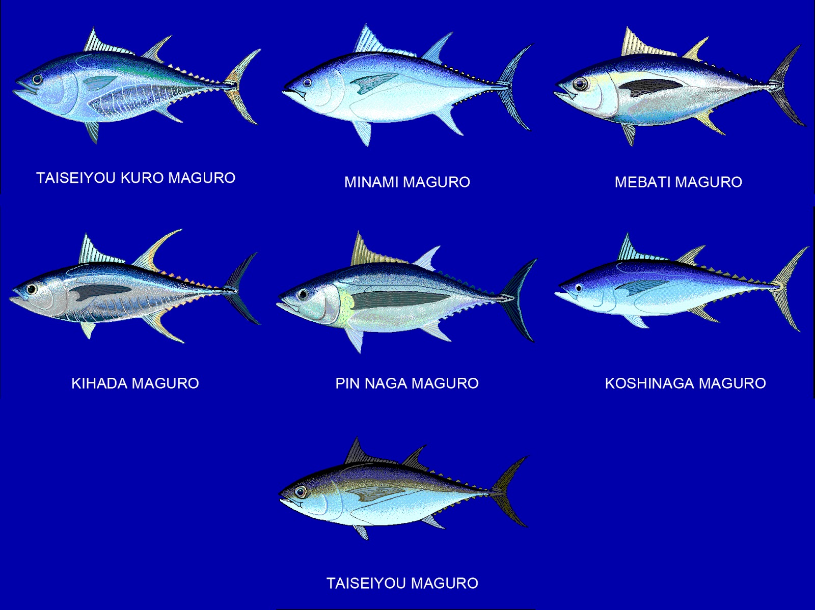 WASHOKU: Atum - 1º Parte