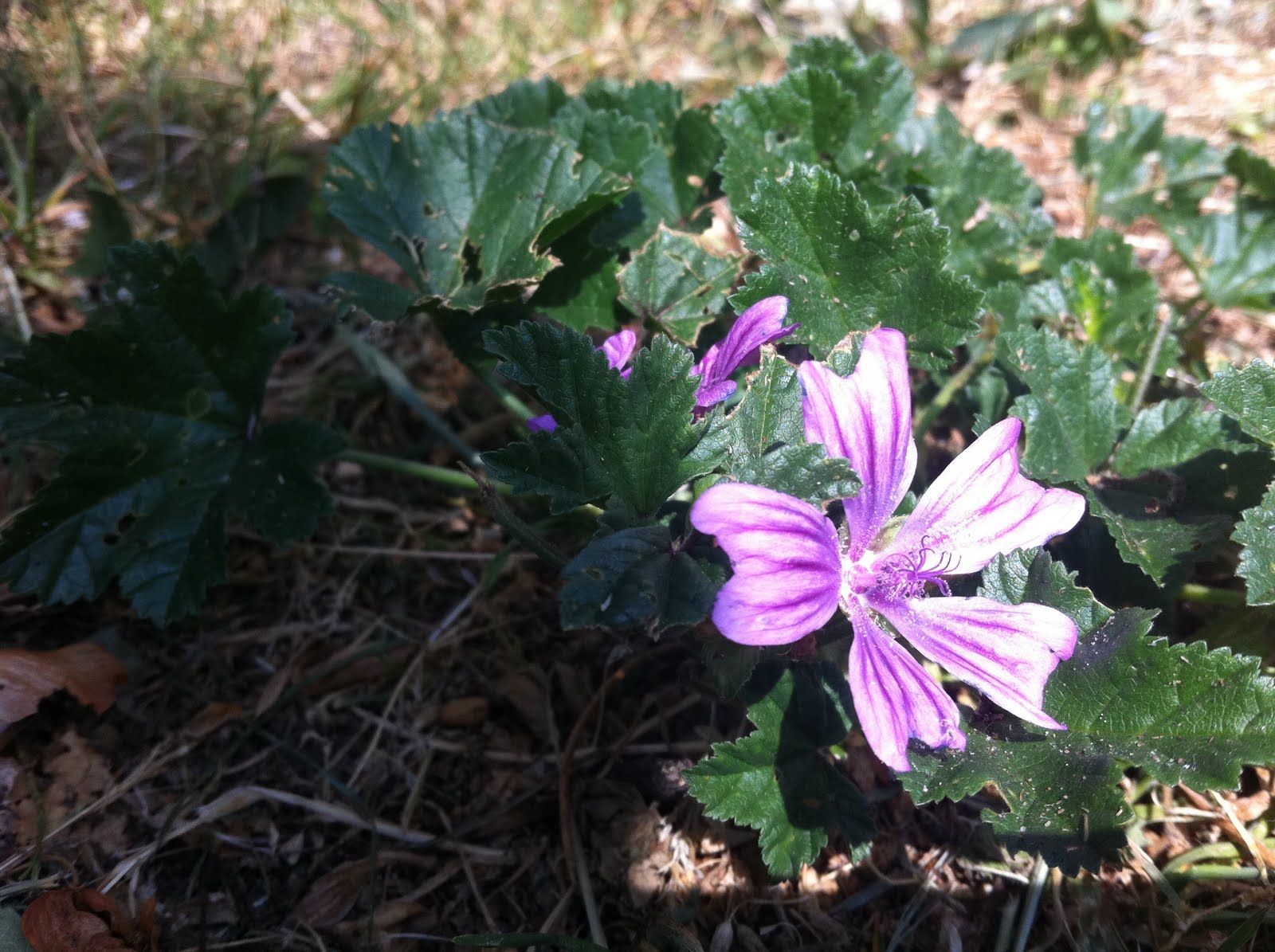 Nature In London: Common Mallow (Malva sylvestris)