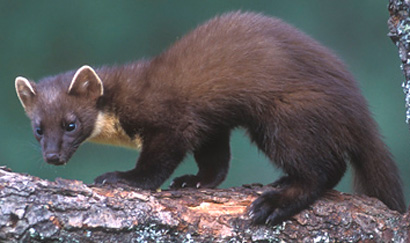 Paleontología y Evolución en la UCM: Mustelidos en Madrid