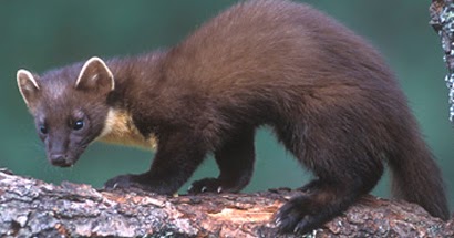 Paleontología y Evolución en la UCM: Mustelidos en Madrid