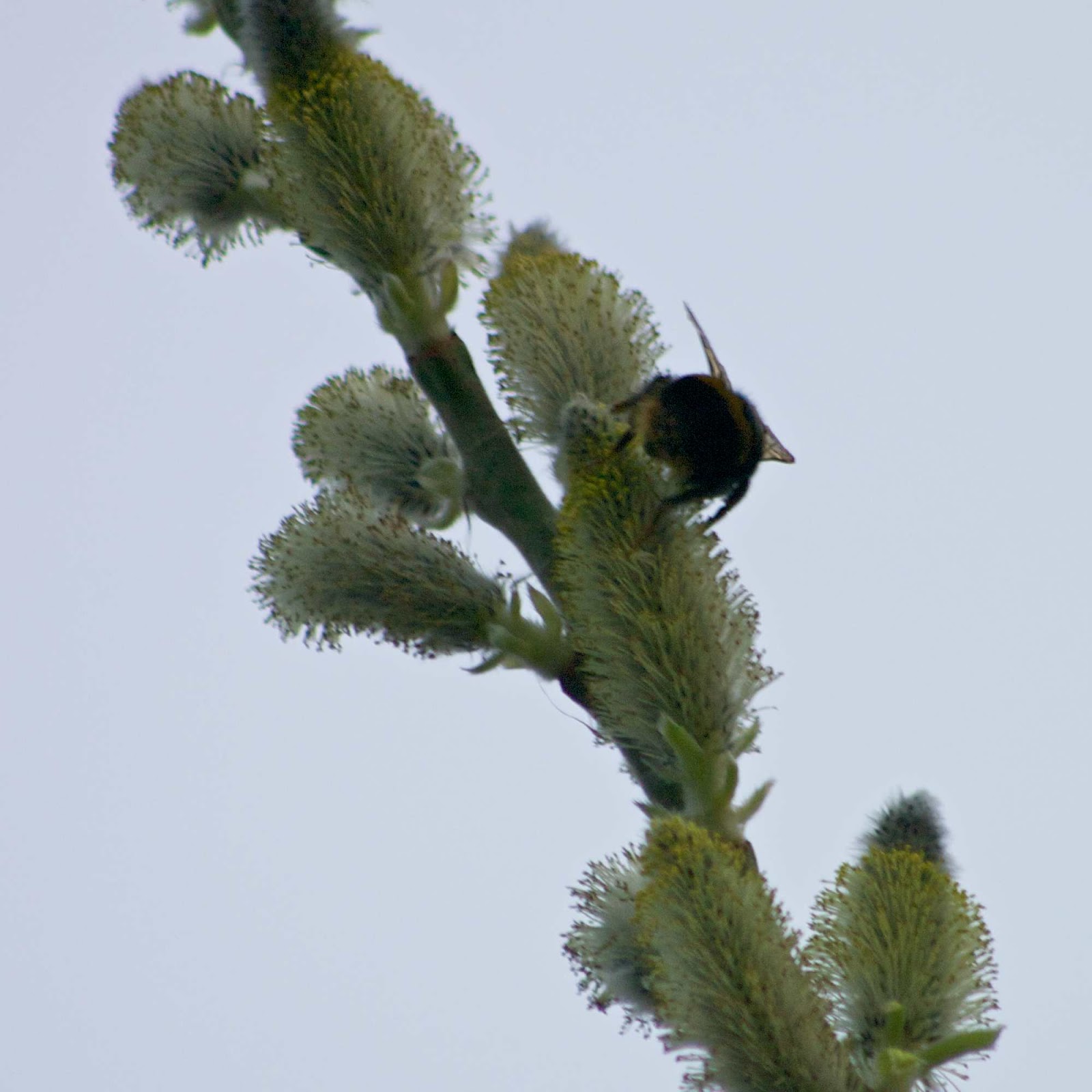 Photographer's Garden