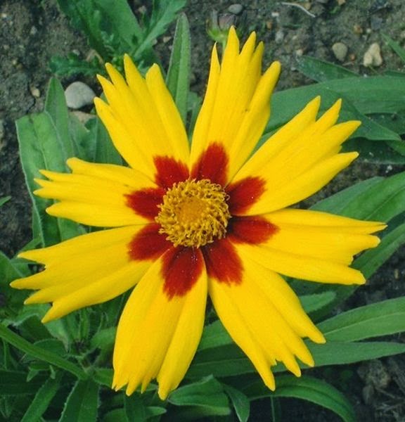 X - Le Jardin de Lili : Coréopsis grandiflora Héliot