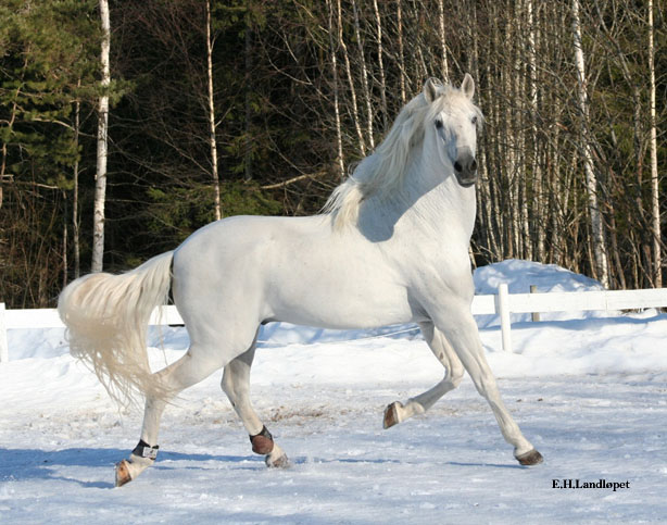 Foss - Ut i naturen: Arabiske hester.