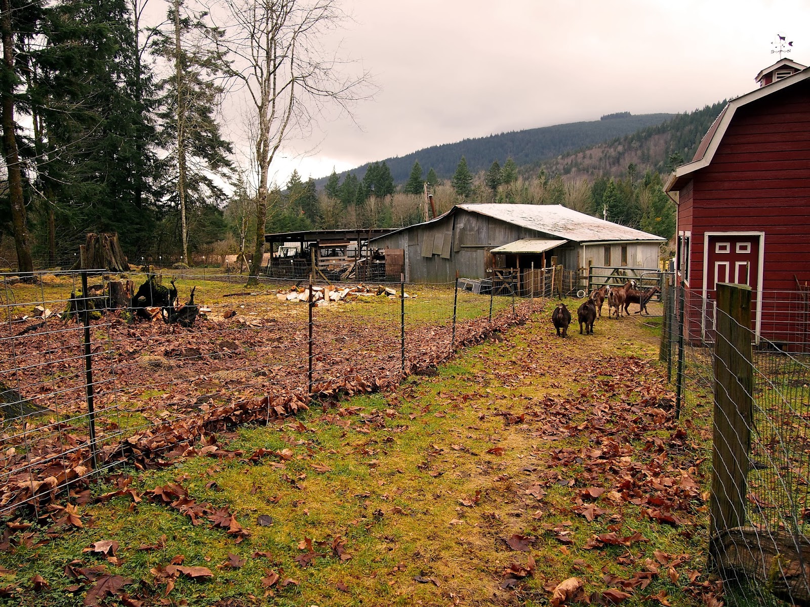 Twisted Fern Farm: Pent Up Energy!