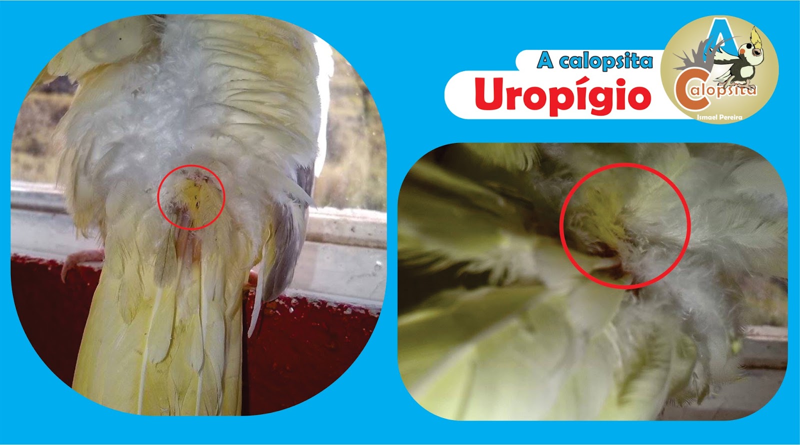 O que é a glândula uropigiana? - A Calopsita