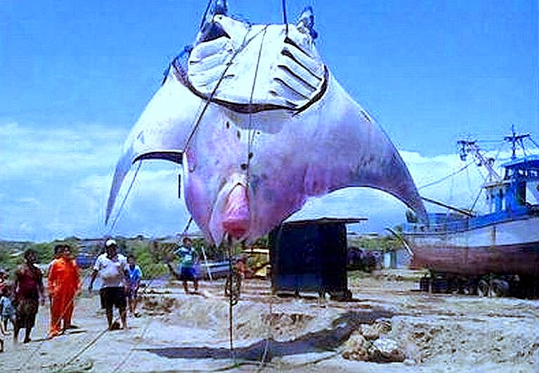 ANPP Animales y Plantas de Perú: Mantarraya Gigante - Manta birostris