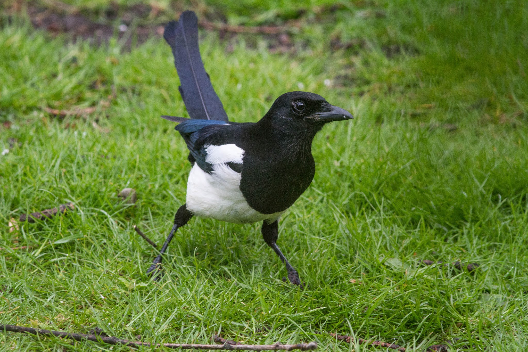 TrogTrogBlog: The tale of the magpie's tail