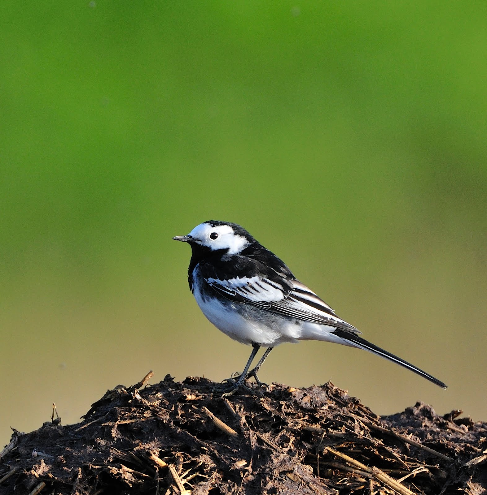 Back In Birdland: Wagtails - April 2011.