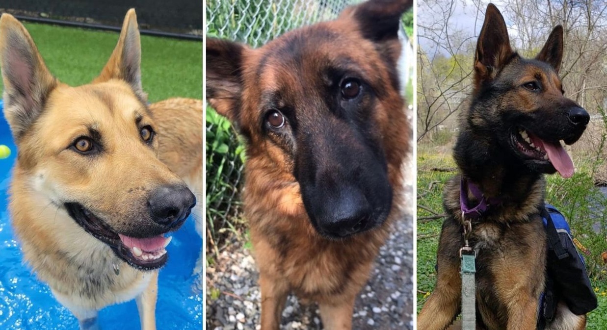 Rescuers discover 10 German Shepherds and counting dumped across New Jersey