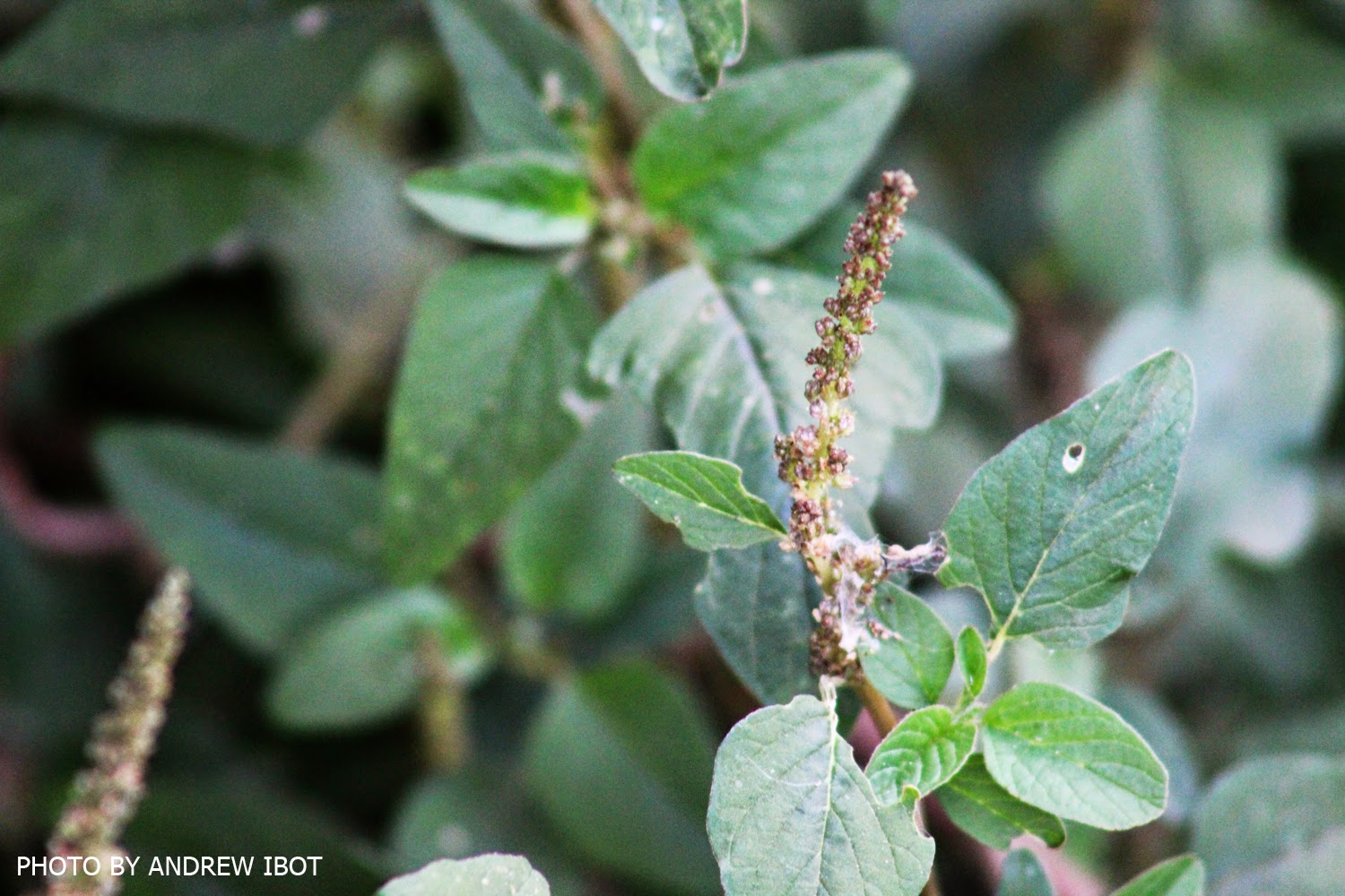 Herbal Plant Kulitis at James Madrigal blog