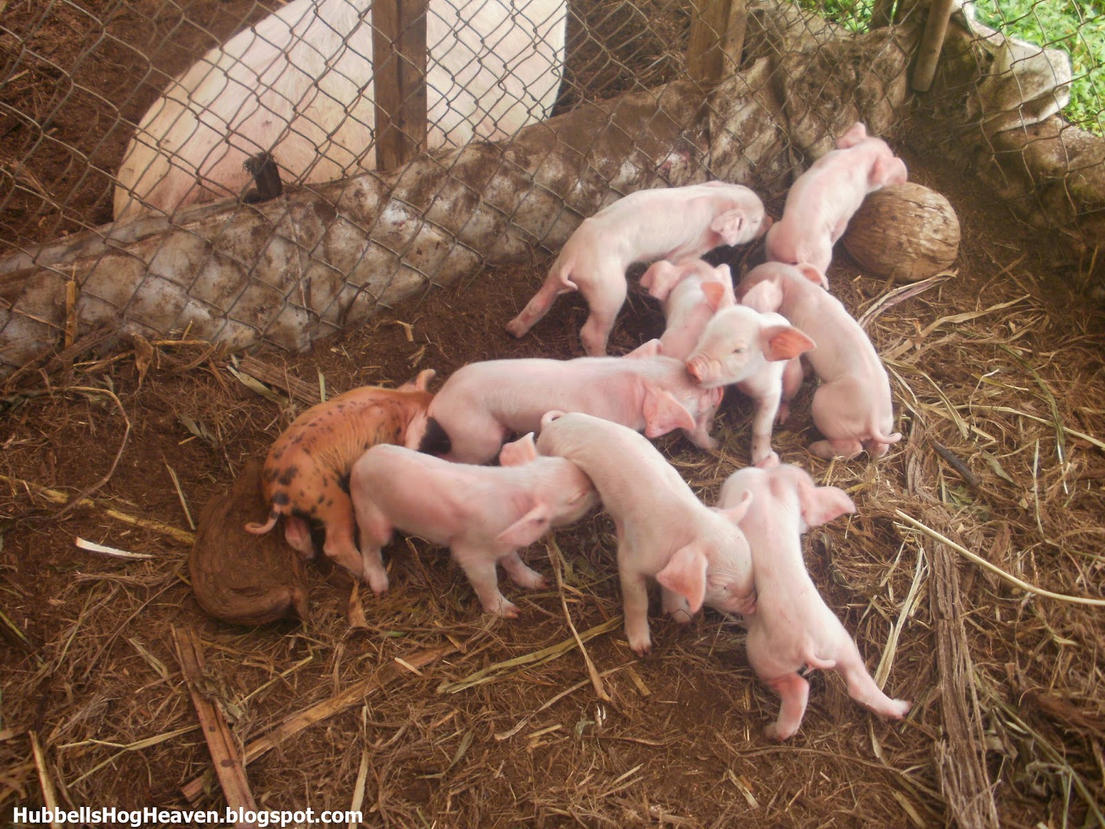 Hubbell's Hog Heaven