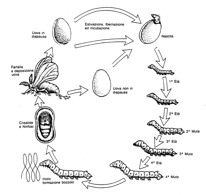 Bricomaghi: 01. IL BACO DA SETA: la nostra esperienza di allevamento in kit didattico!
