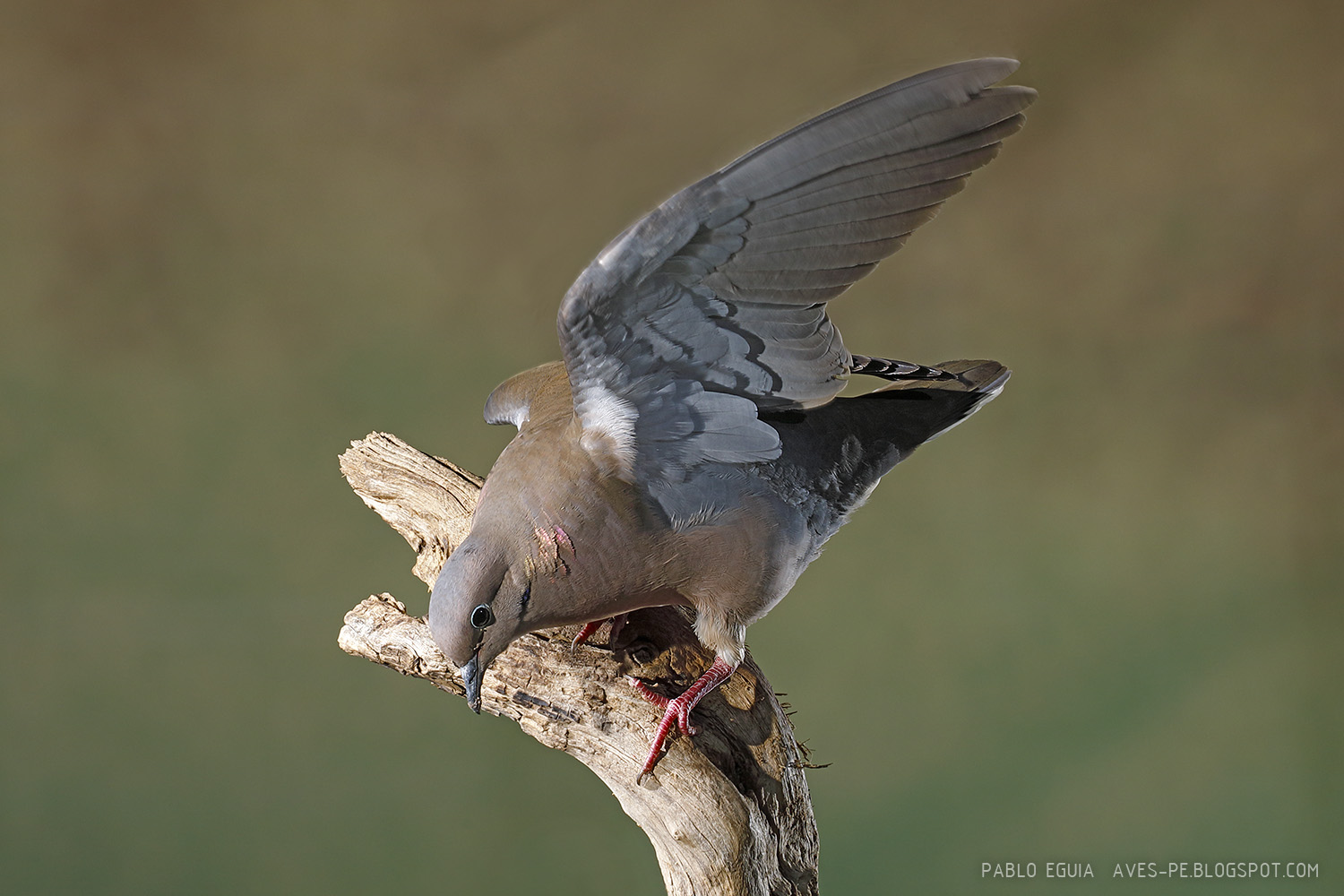 mis fotos de aves: Zenaida auriculata Torcaza Común Eared Dove
