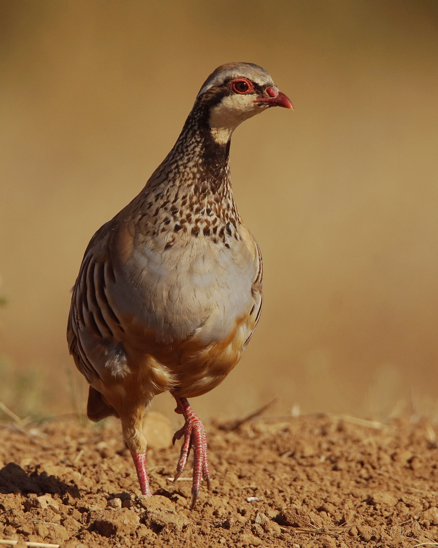 Pasión por las aves: Perdiz roja,(Alectoris rufa)