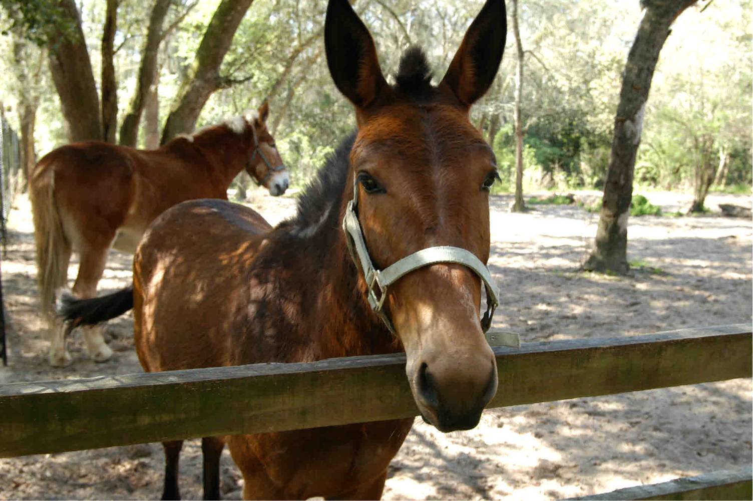 The Jungle Store: Not So Stubborn Mules